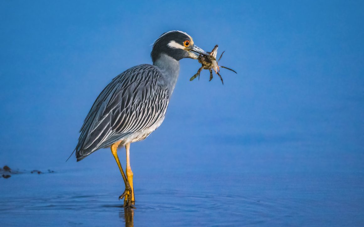 Nothing Better than Birding in Galveston! - Galveston FeatherFest