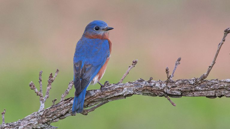 Bluebird Out On A Limb - Galveston FeatherFest