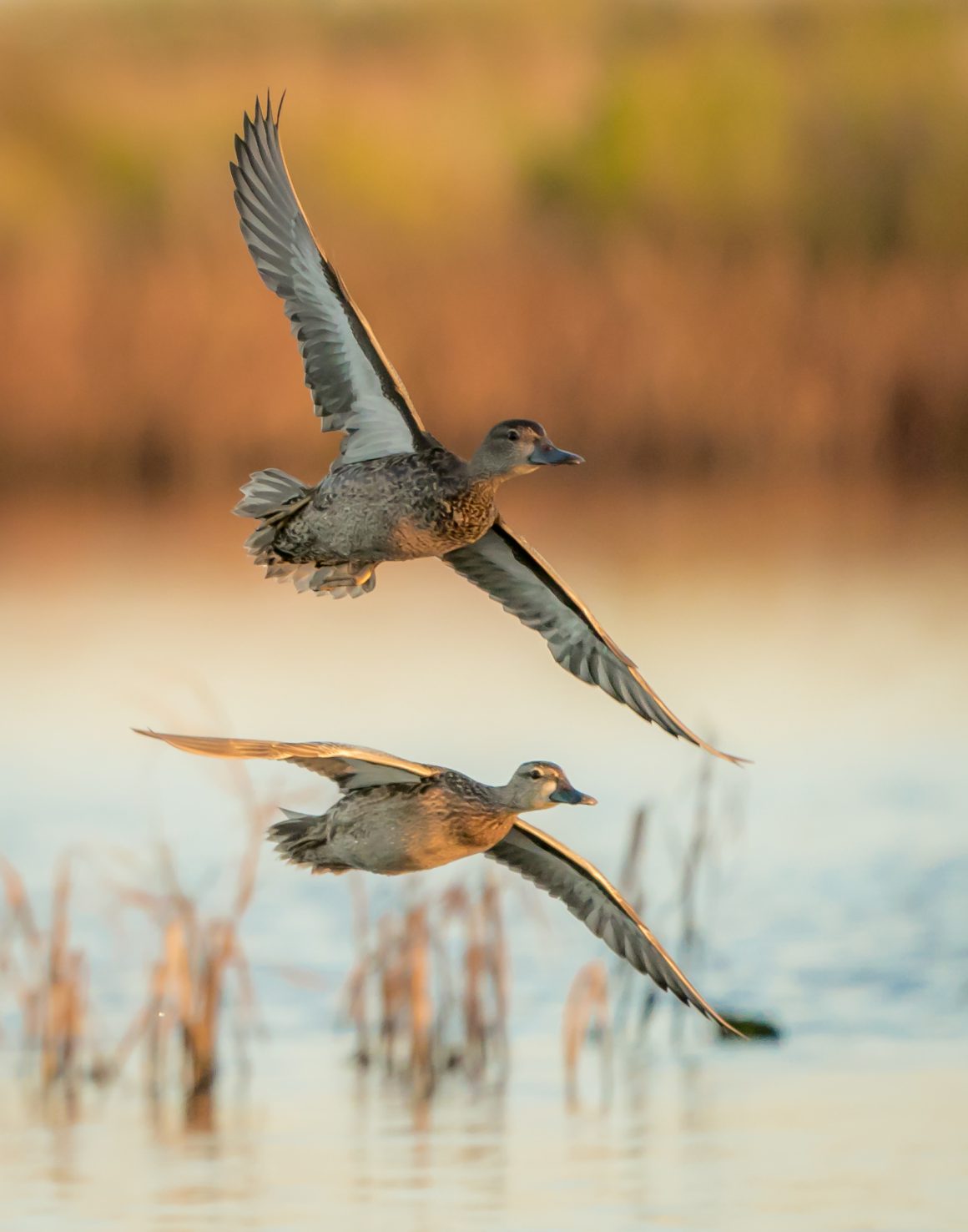 Birding Hall's Bayou Ranch #1 - Galveston FeatherFest