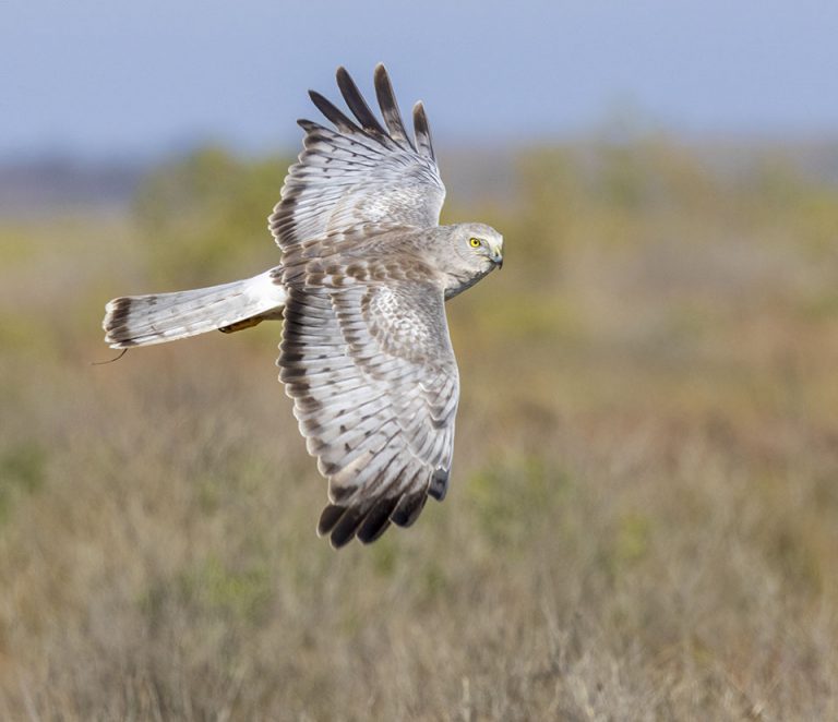 Harrier Hunting - Galveston FeatherFest