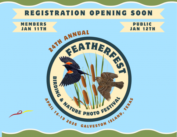 Registration Opens Soon - Galveston FeatherFest